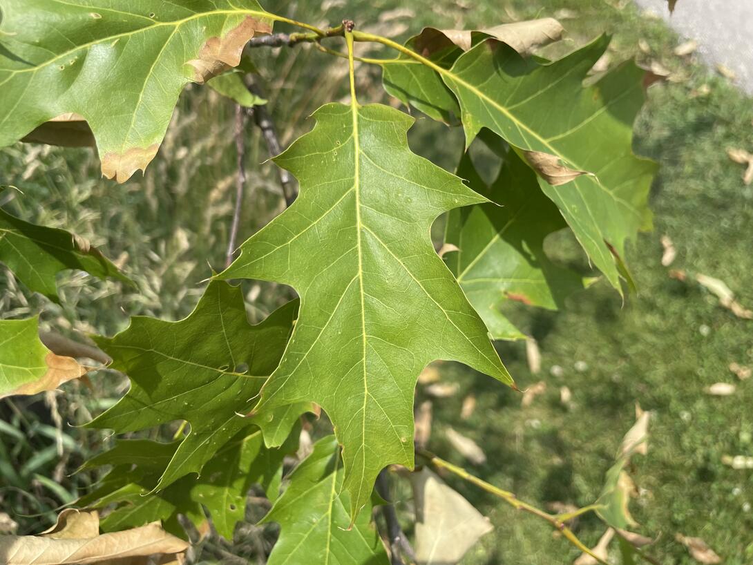 Scarlet Oak | CMP Tree Selection Tool